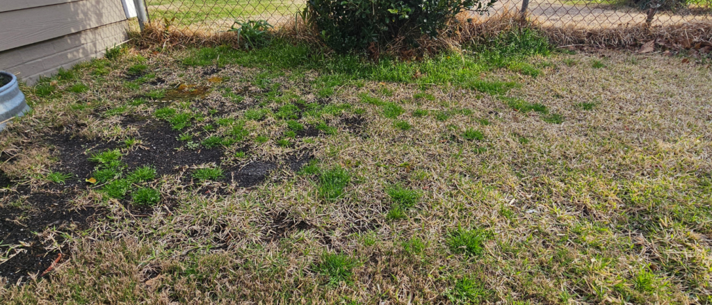 Common Weeds in Wilmington NC: A Complete Guide