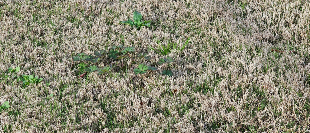 Controlling Weeds in Wilmington, NC: A Complete Guide