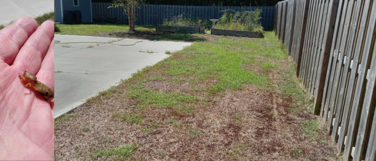 Mole Crickets: A Home Owners Guide