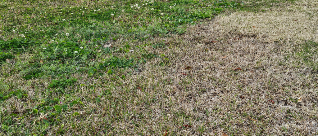 Common Weeds in Wilmington NC: A Complete Guide