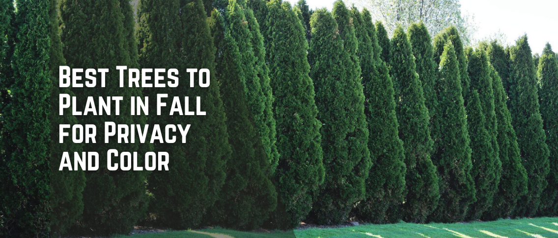 Best Trees to Plant in Fall for Privacy and Color